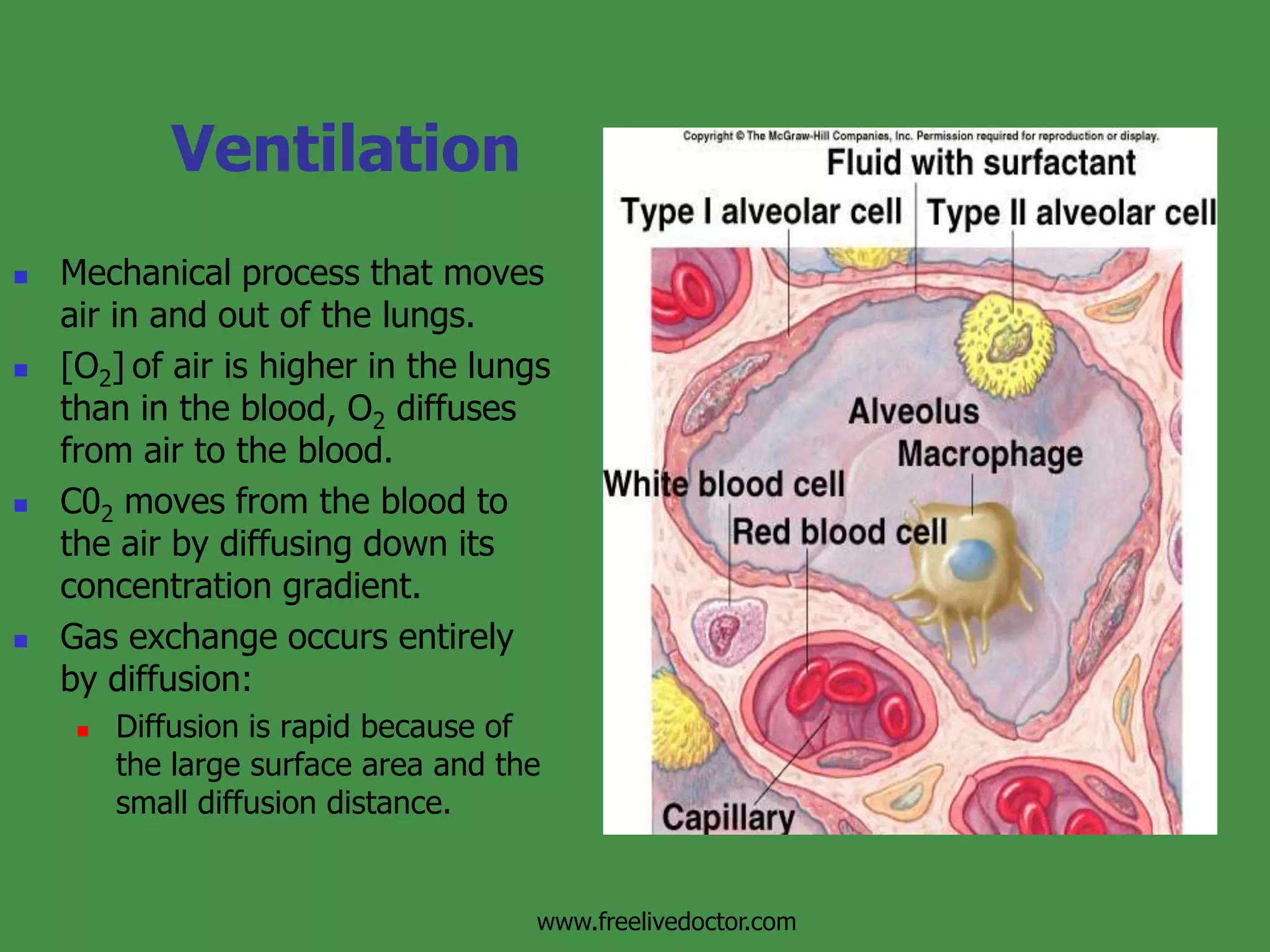 Physiology Of Respiration | PPT