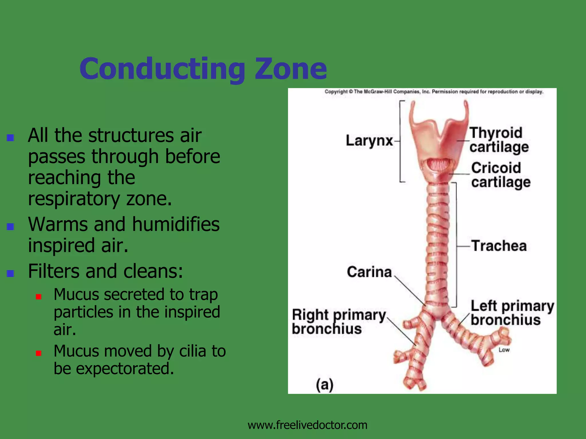 Physiology Of Respiration | PPT