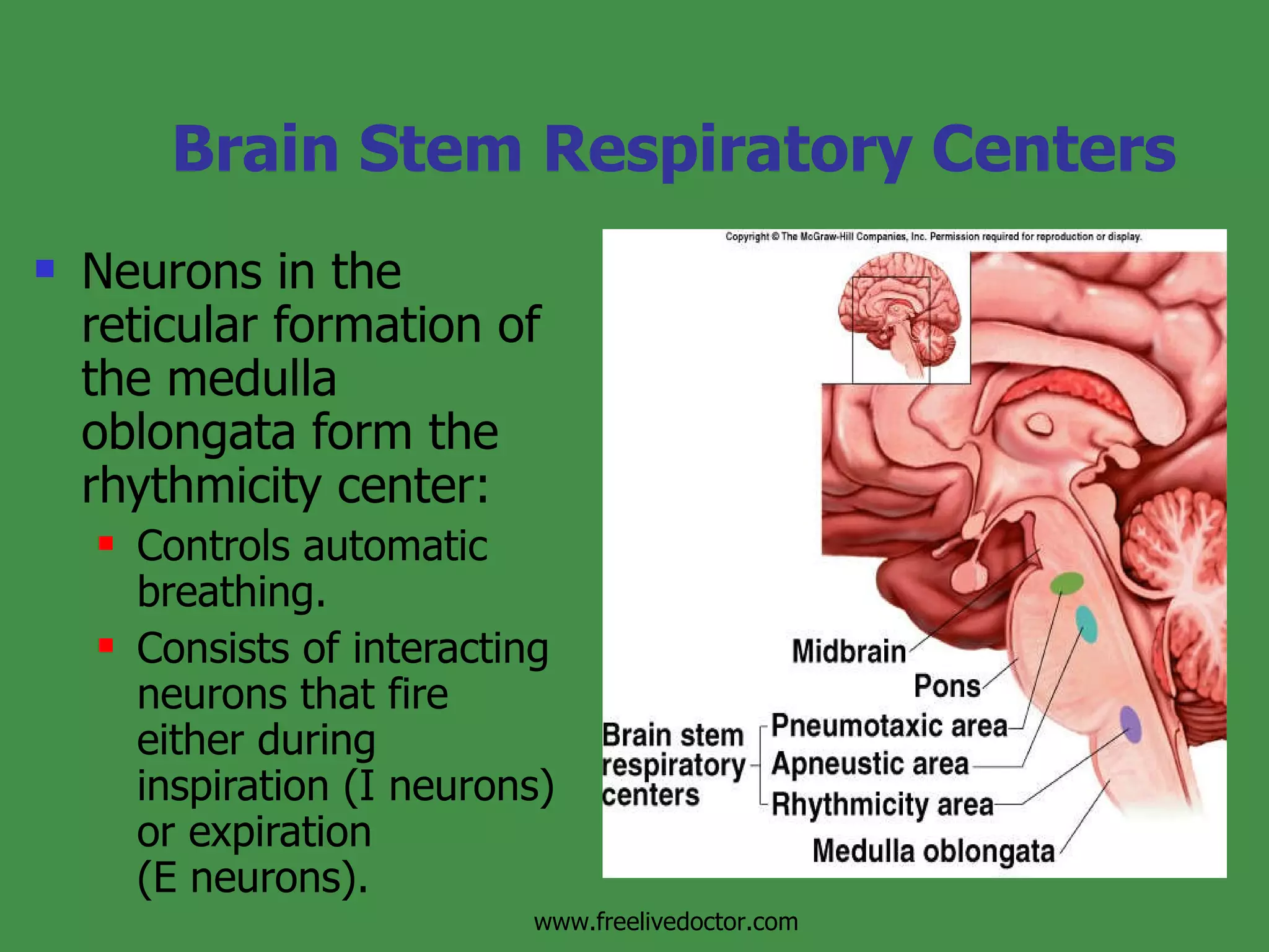 Physiology Of Respiration | PPT