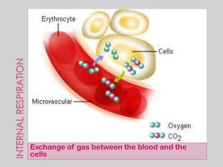 Physiology of respiration | PPTX