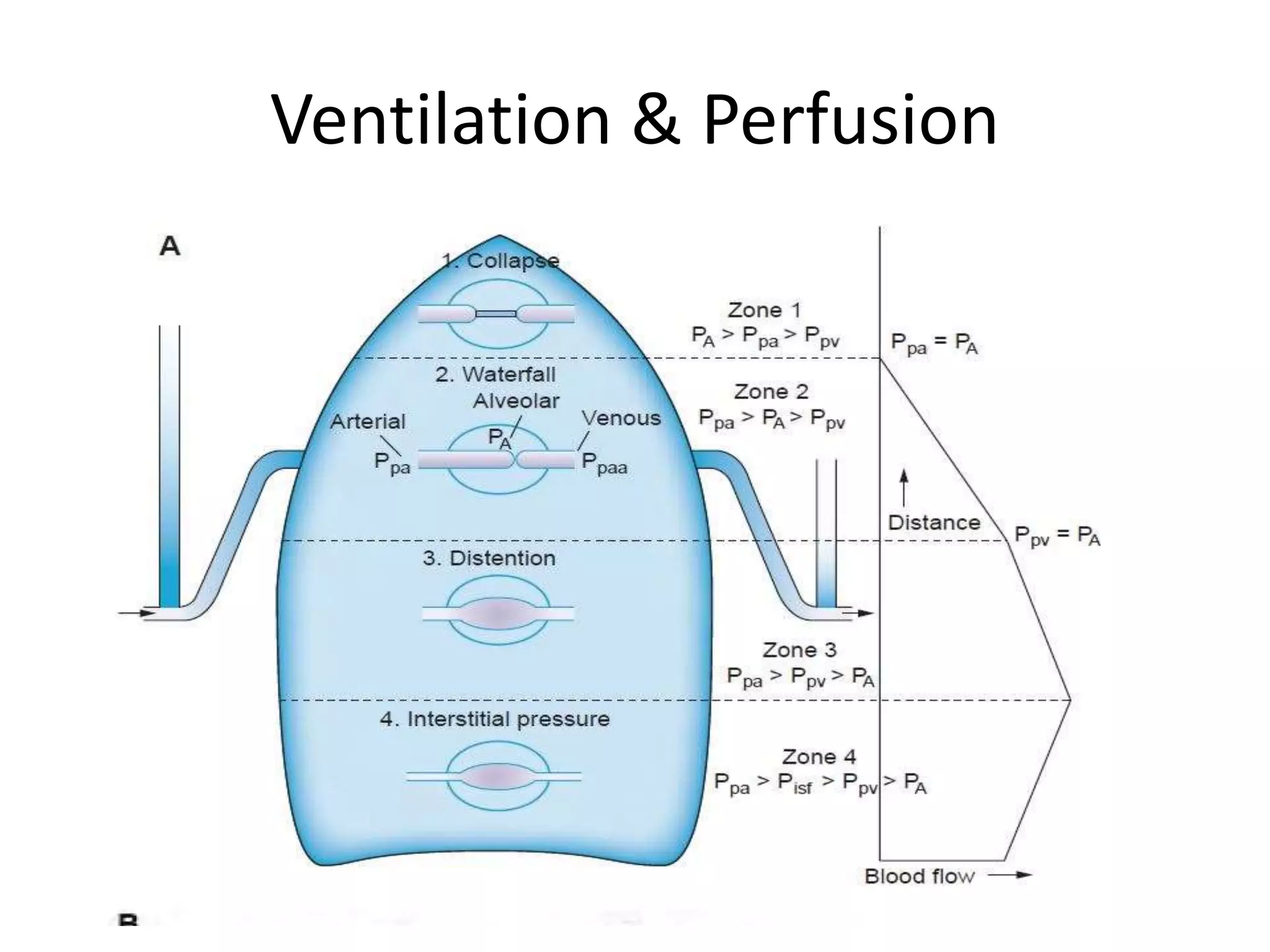 Physiology of respiration | PPTX