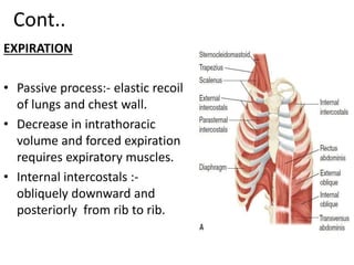 Physiology of respiration | PPTX