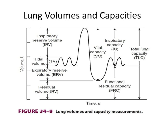 Physiology of respiration | PPTX | Lung and Respiratory Health ...