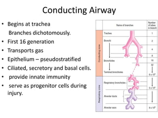 Physiology of respiration | PPTX