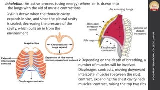 Physiology of respiration | PPTX