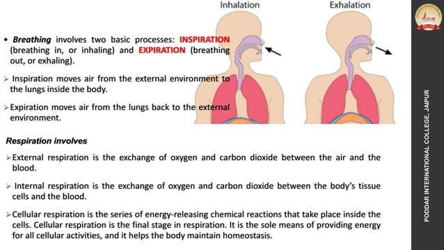 Physiology of respiration | PPT