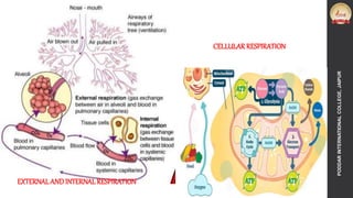 Physiology of respiration | PPTX