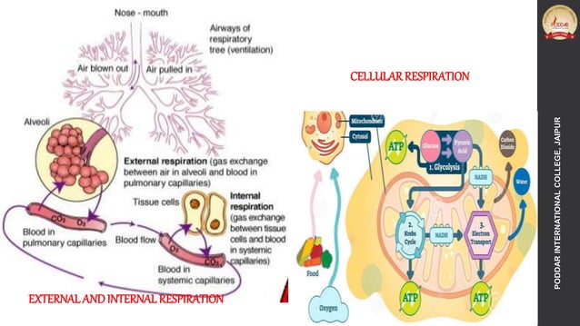 Physiology of respiration | PPT
