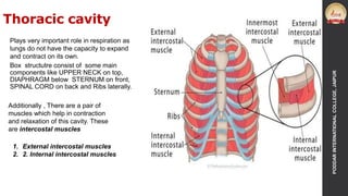 Physiology of respiration | PPTX
