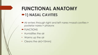 PHYSIOLOGY OF RESPIRATION in otolaryngology.pptx