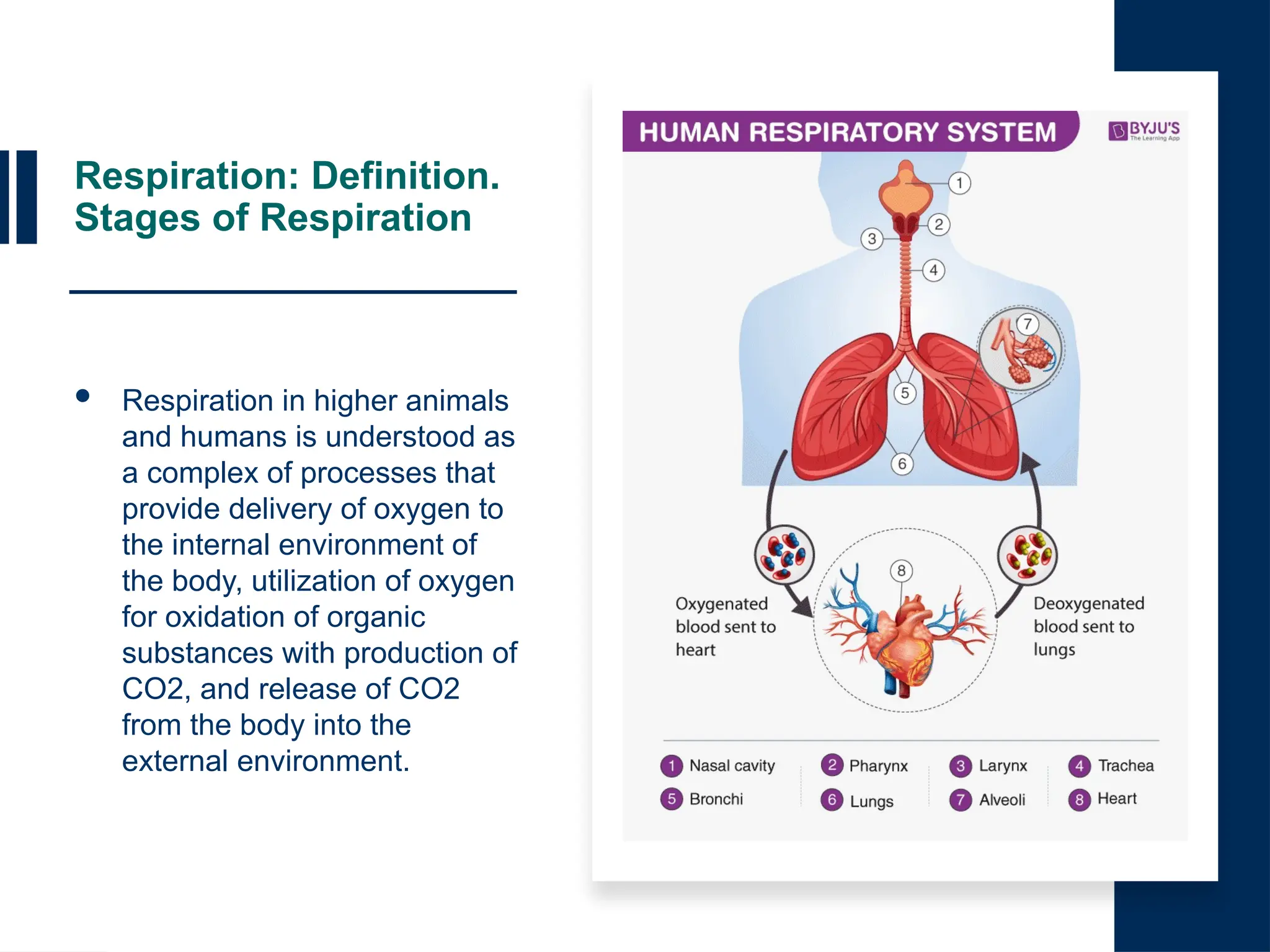 PHYSIOLOGY OF RESPIRATION.pptx also can c | PPTX