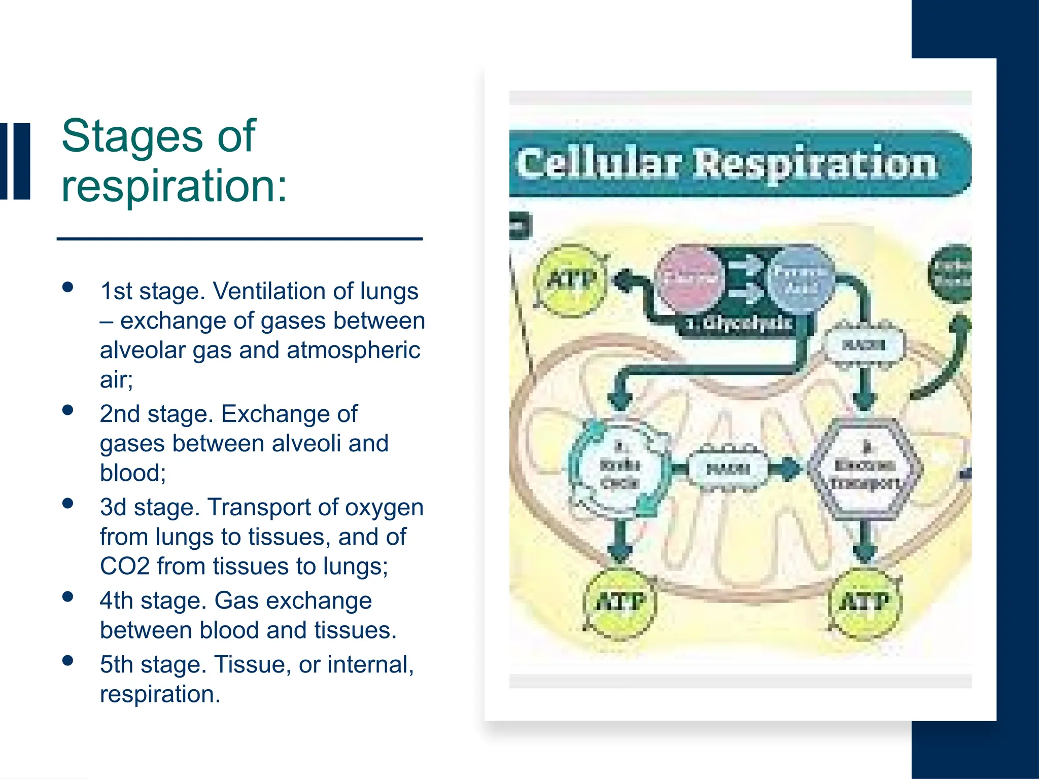 PHYSIOLOGY OF RESPIRATION.pptx also can c | PPTX