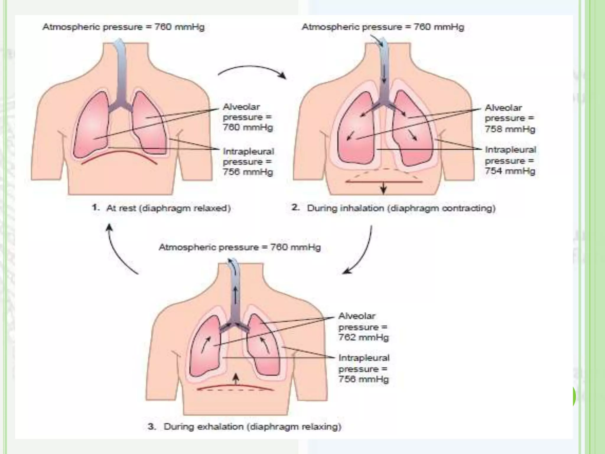 Physiology of respiration | PPTX