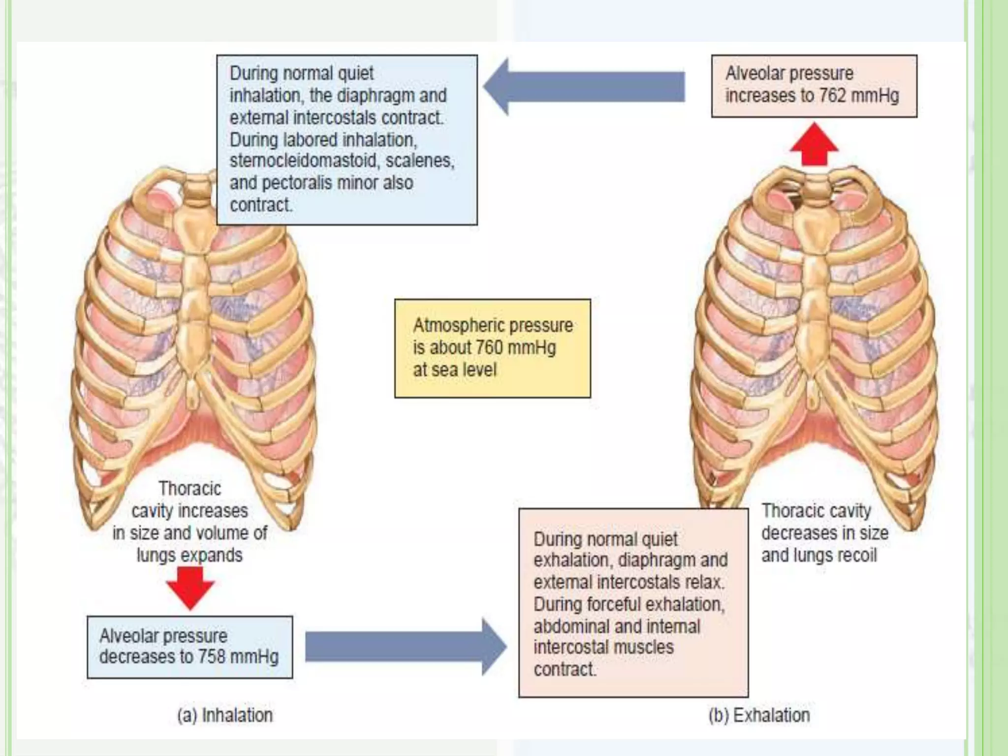 Physiology of respiration | PPTX