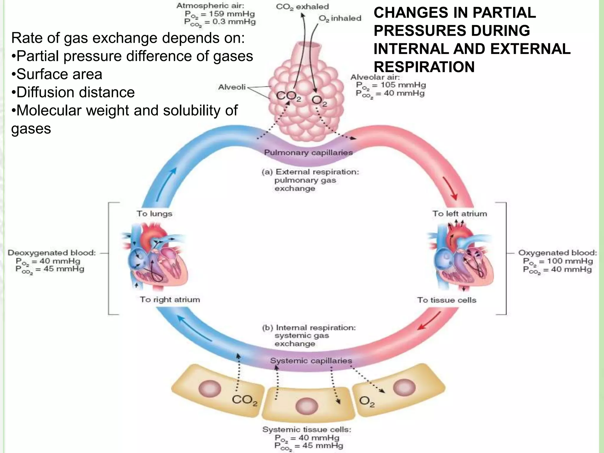 Physiology of respiration | PPTX