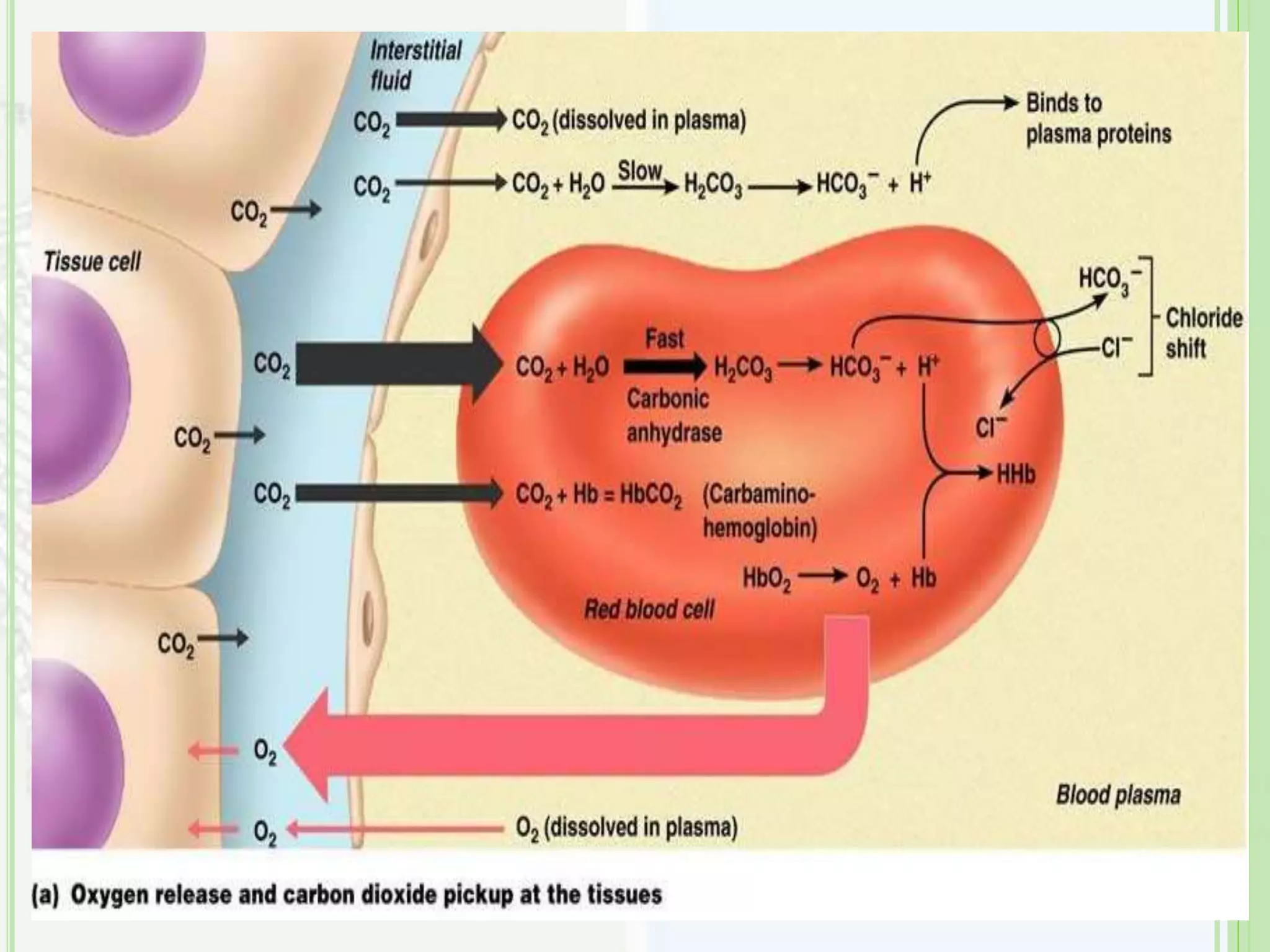 Physiology of respiration | PPTX