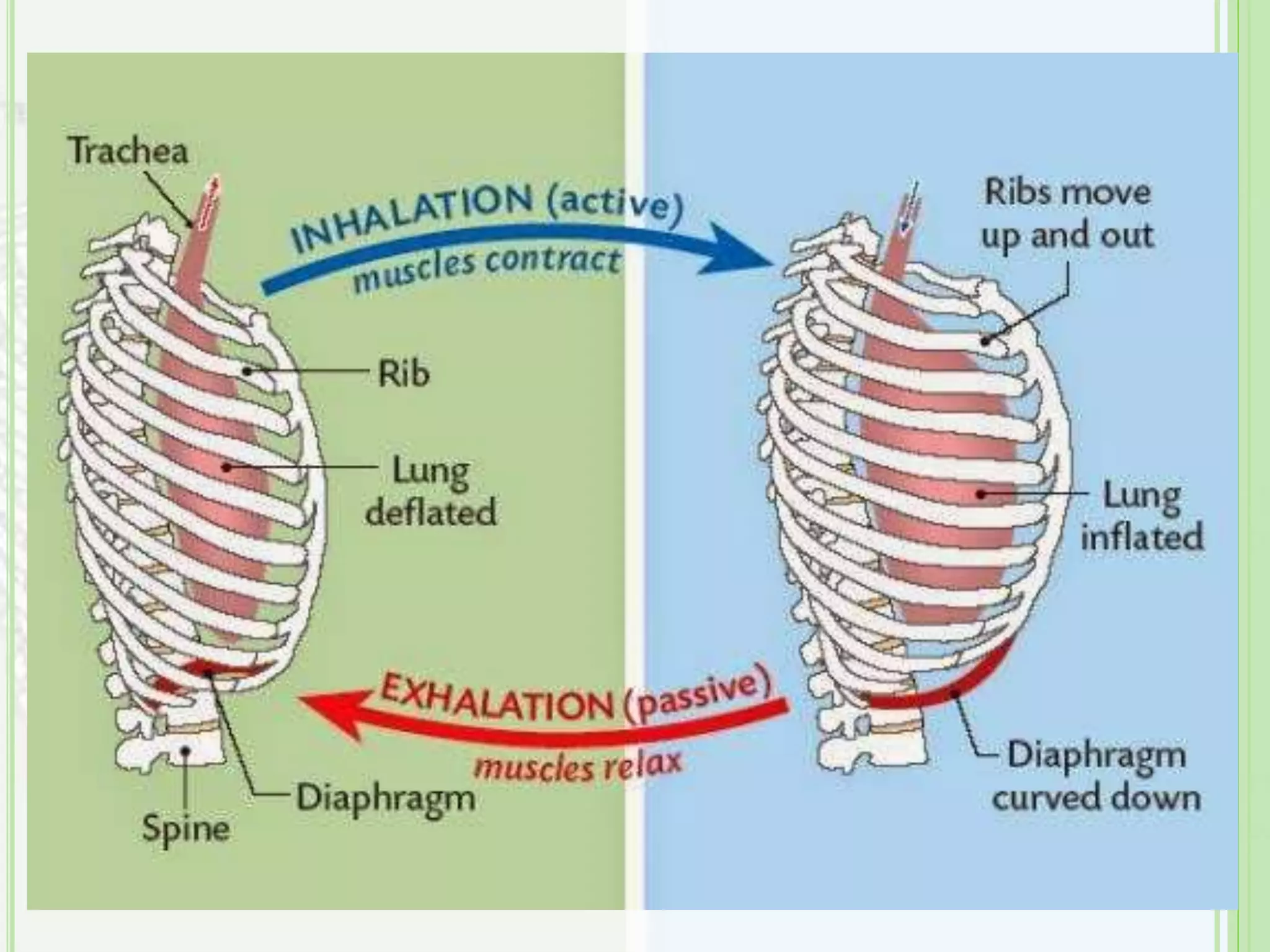 Physiology of respiration | PPTX