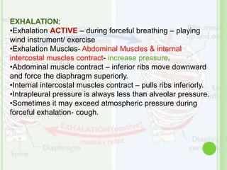 Physiology of respiration | PPTX