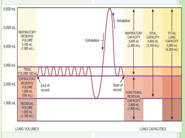 Physiology of respiration | PPTX | Lung and Respiratory Health ...