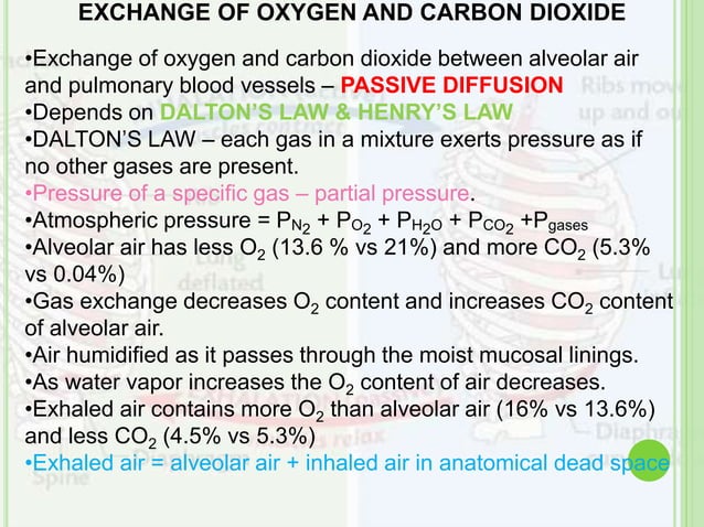 Physiology of respiration | PPTX | Lung and Respiratory Health ...