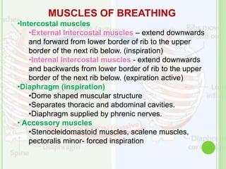 Physiology of respiration | PPTX