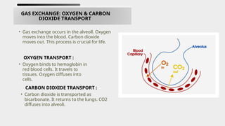 Physiology of respiration and its chemical regulation.pptx
