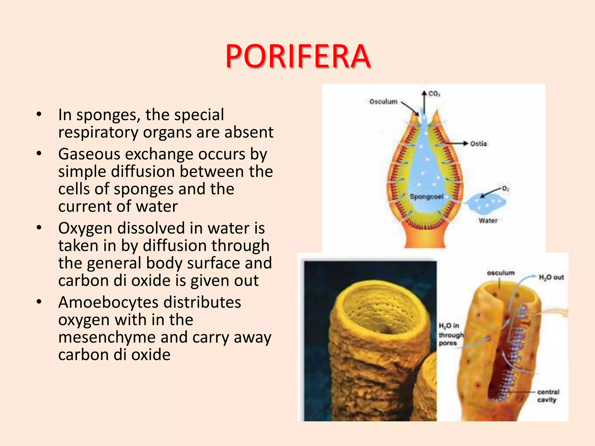 Physiology of Respiration in Invertebrates | PPTX