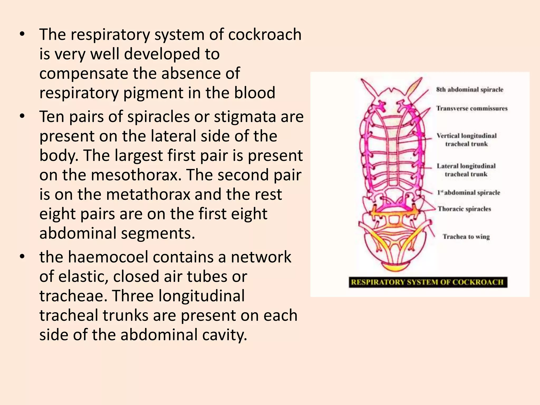 Physiology of Respiration in Invertebrates | PPTX