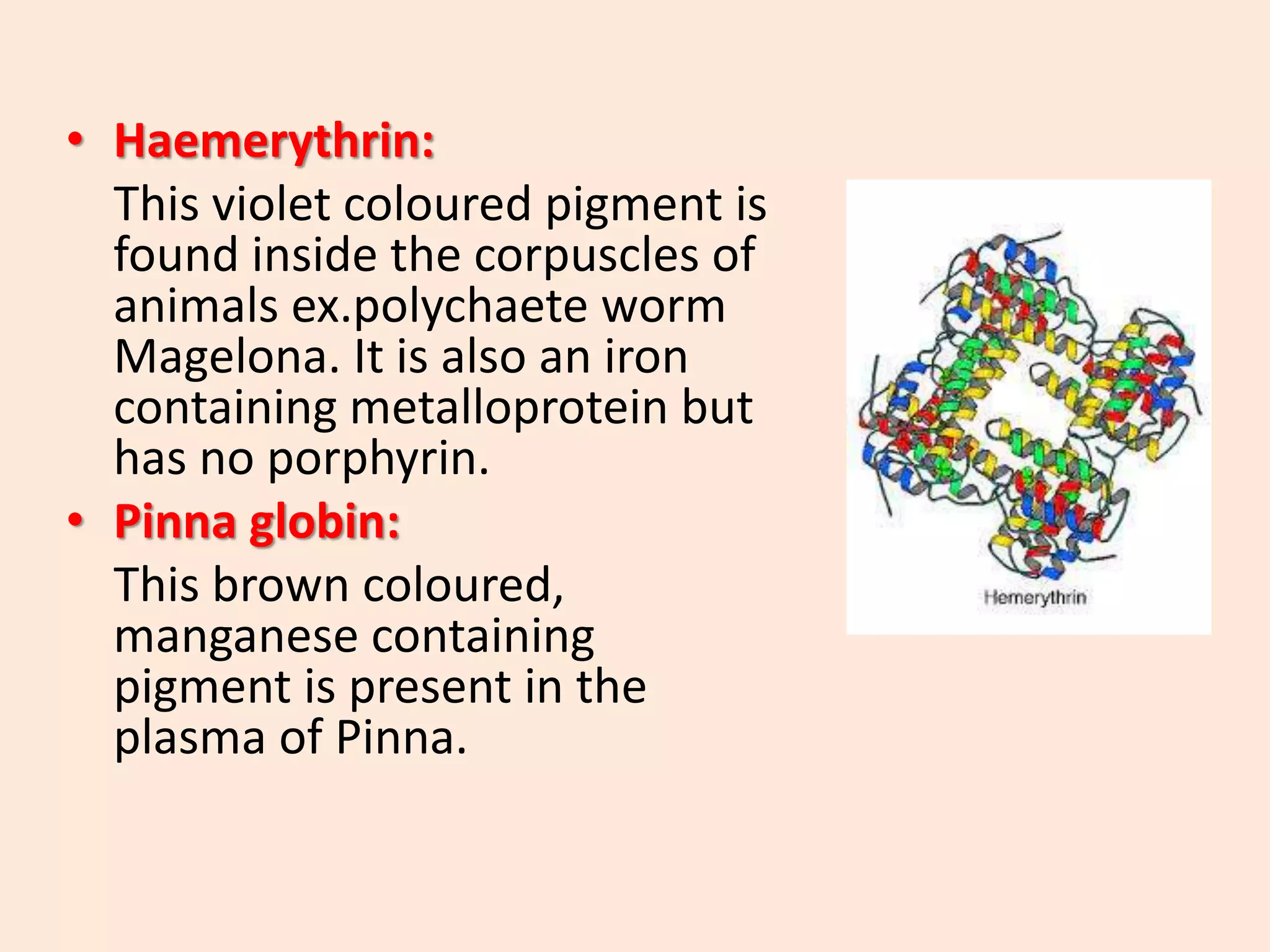Physiology of Respiration in Invertebrates | PPTX