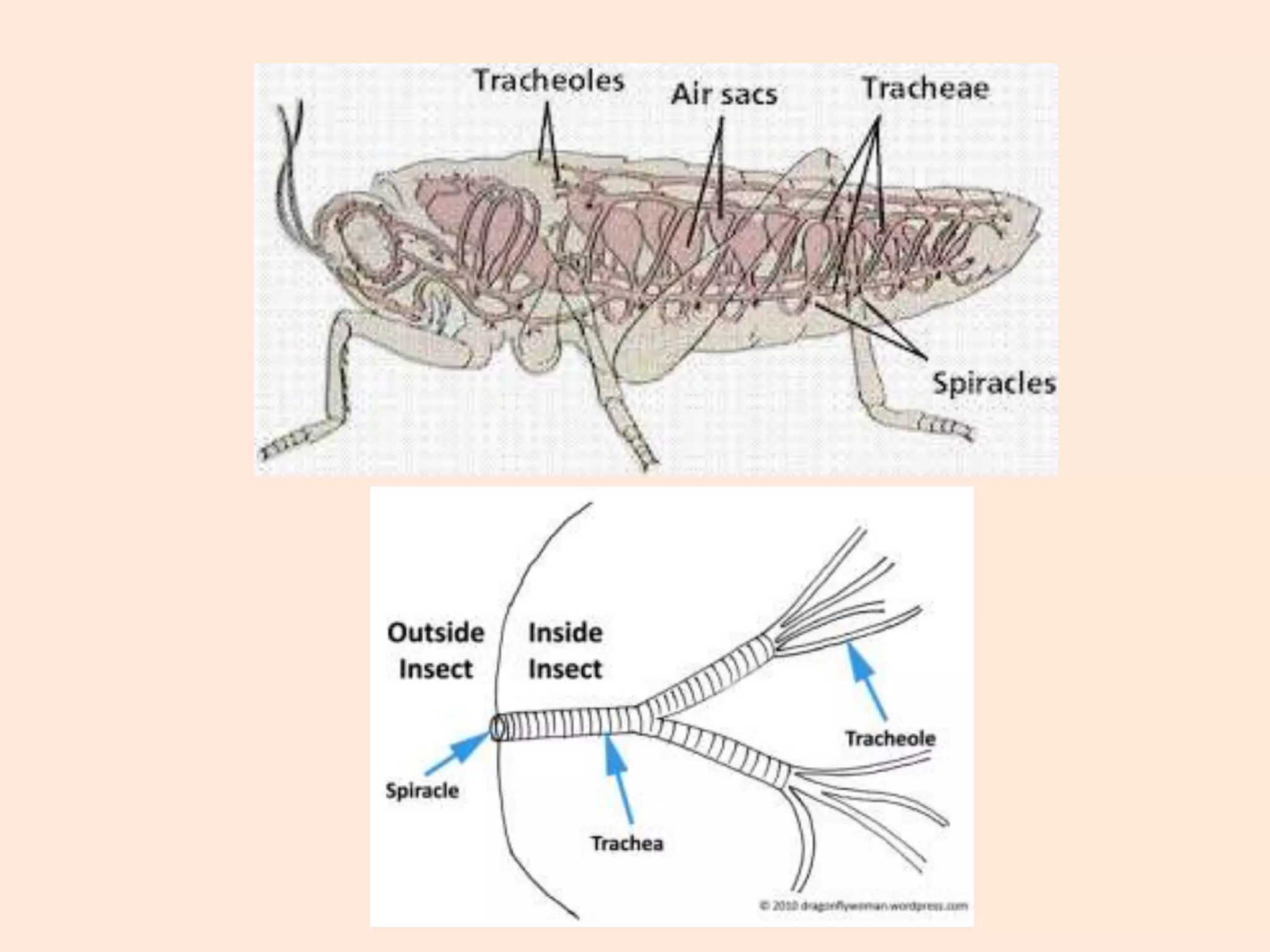Physiology of Respiration in Invertebrates | PPTX