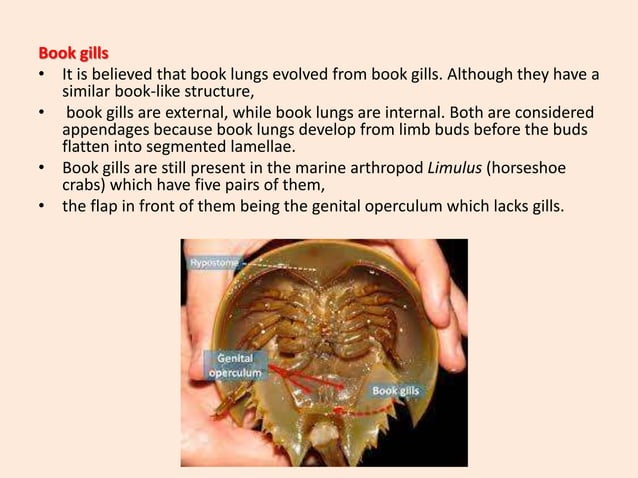 Physiology of Respiration in Invertebrates | PPTX