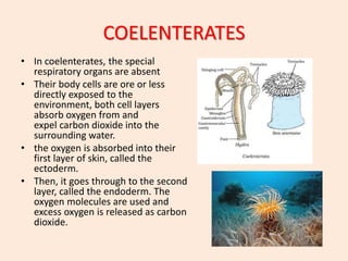 Physiology of Respiration in Invertebrates | PPTX