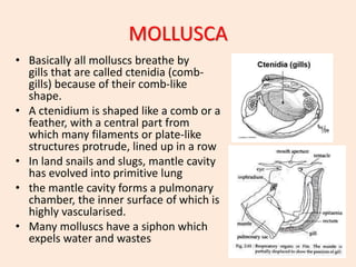 Physiology of Respiration in Invertebrates | PPTX