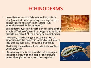 Physiology of Respiration in Invertebrates | PPTX