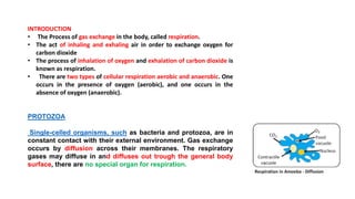 Comparative Anatomy & Physiology of Respiration in Non chordata.pptx