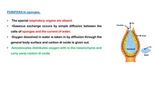 Comparative Anatomy & Physiology of Respiration in Non chordata.pptx ...