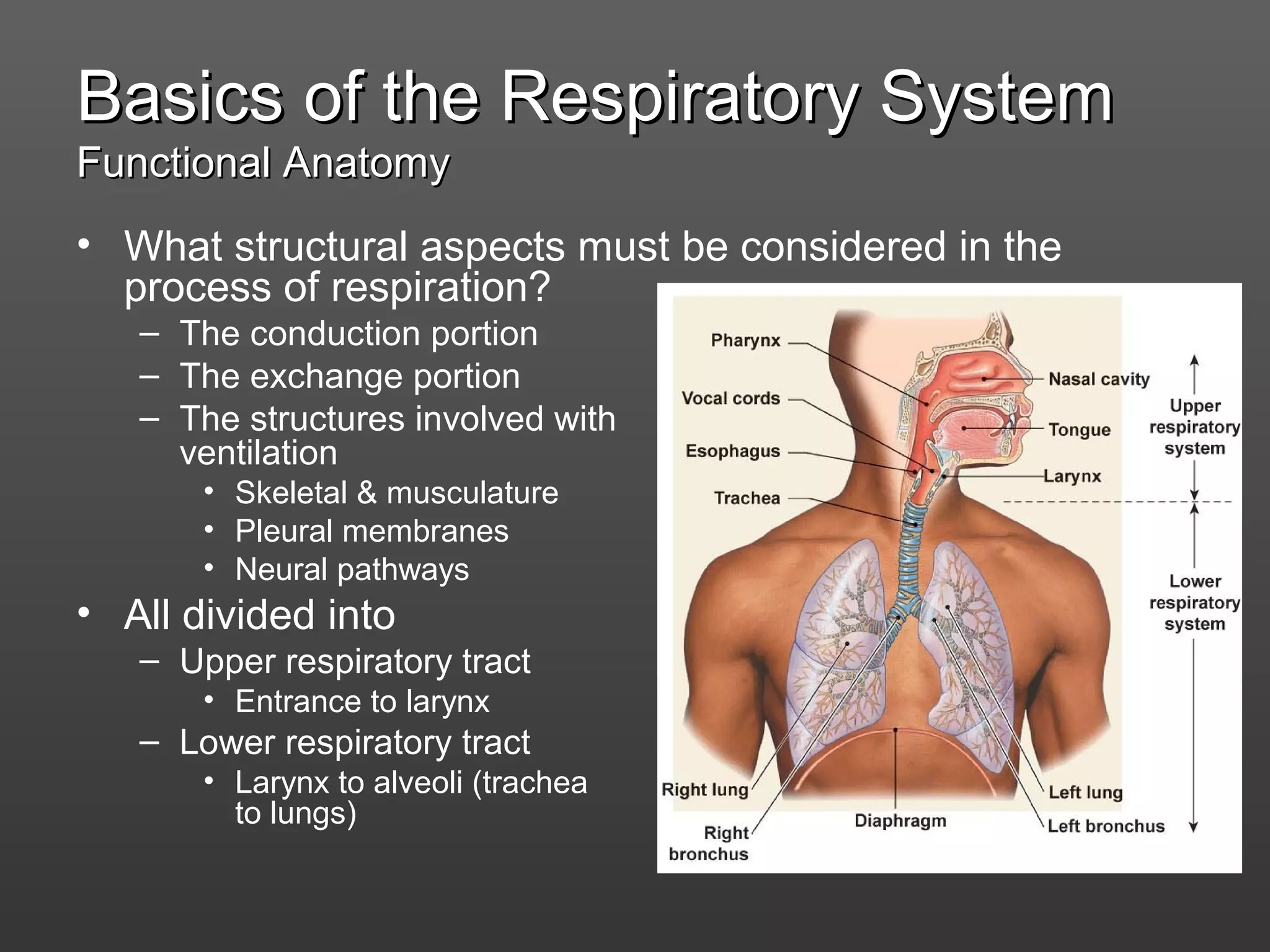 Physiology of respiratory system | PPT