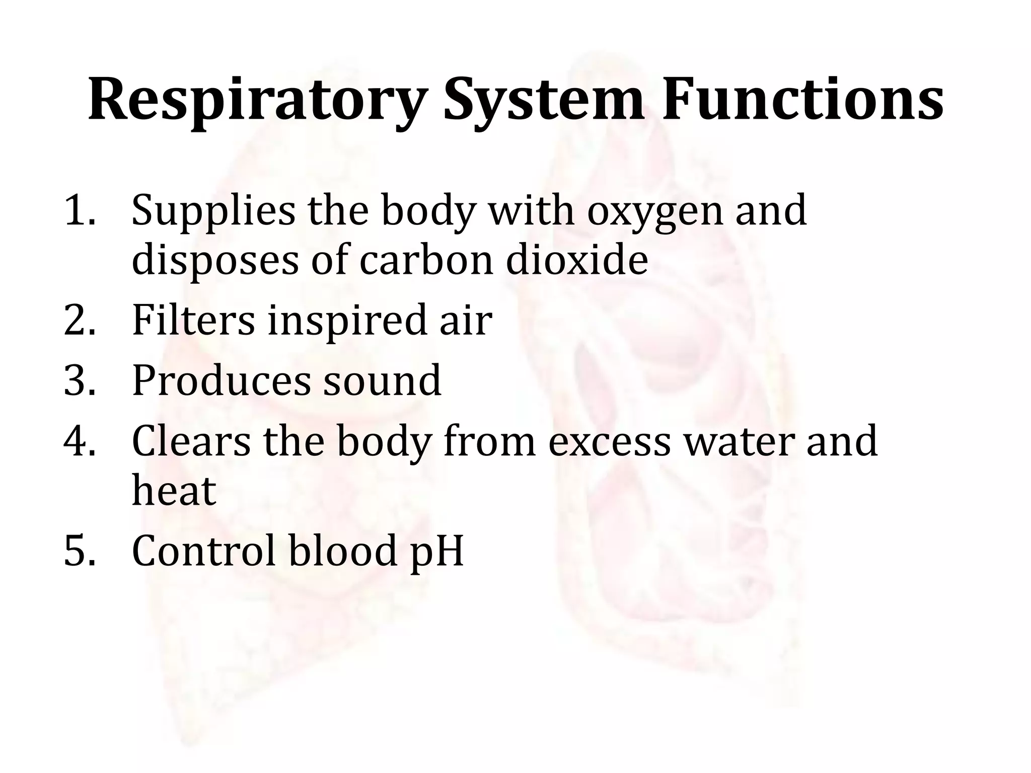 Respiratory System - Physiology | PPSX