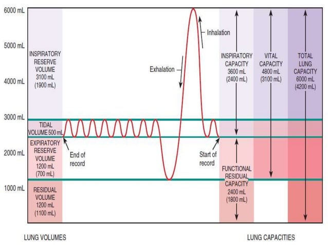 Respiratory System - Physiology | PPSX