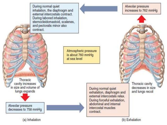 Respiratory System - Physiology | PPSX