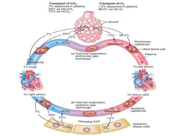 Respiratory System - Physiology | PPSX