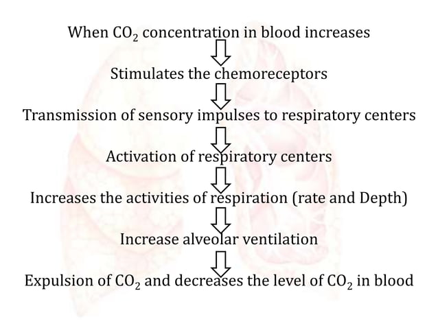 Respiratory System - Physiology | PPSX