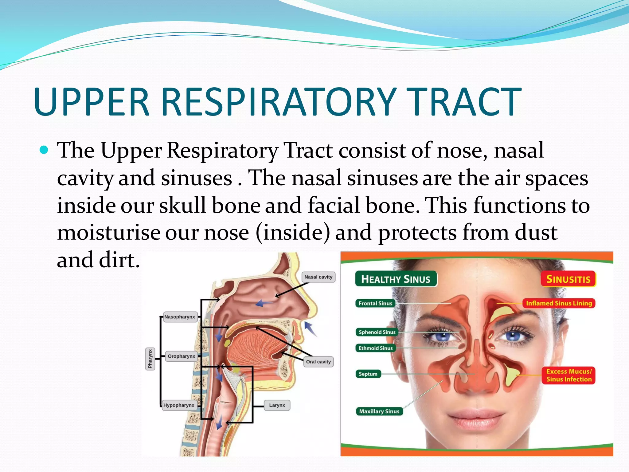 Physiology of Respiratory System | PDF