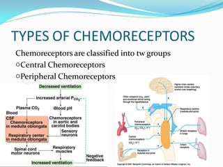 Physiology of Respiratory System | PDF