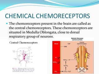 Physiology of Respiratory System | PDF