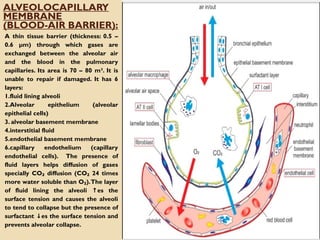 Physiology of Respiratory system power point.pptx