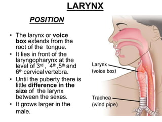 'Physiology' of Respiratory System .pptx