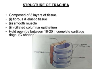 'Physiology' of Respiratory System .pptx