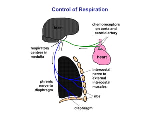 PHYSIOLOGY OF RESPIRATORY SYSTEM ..PPT