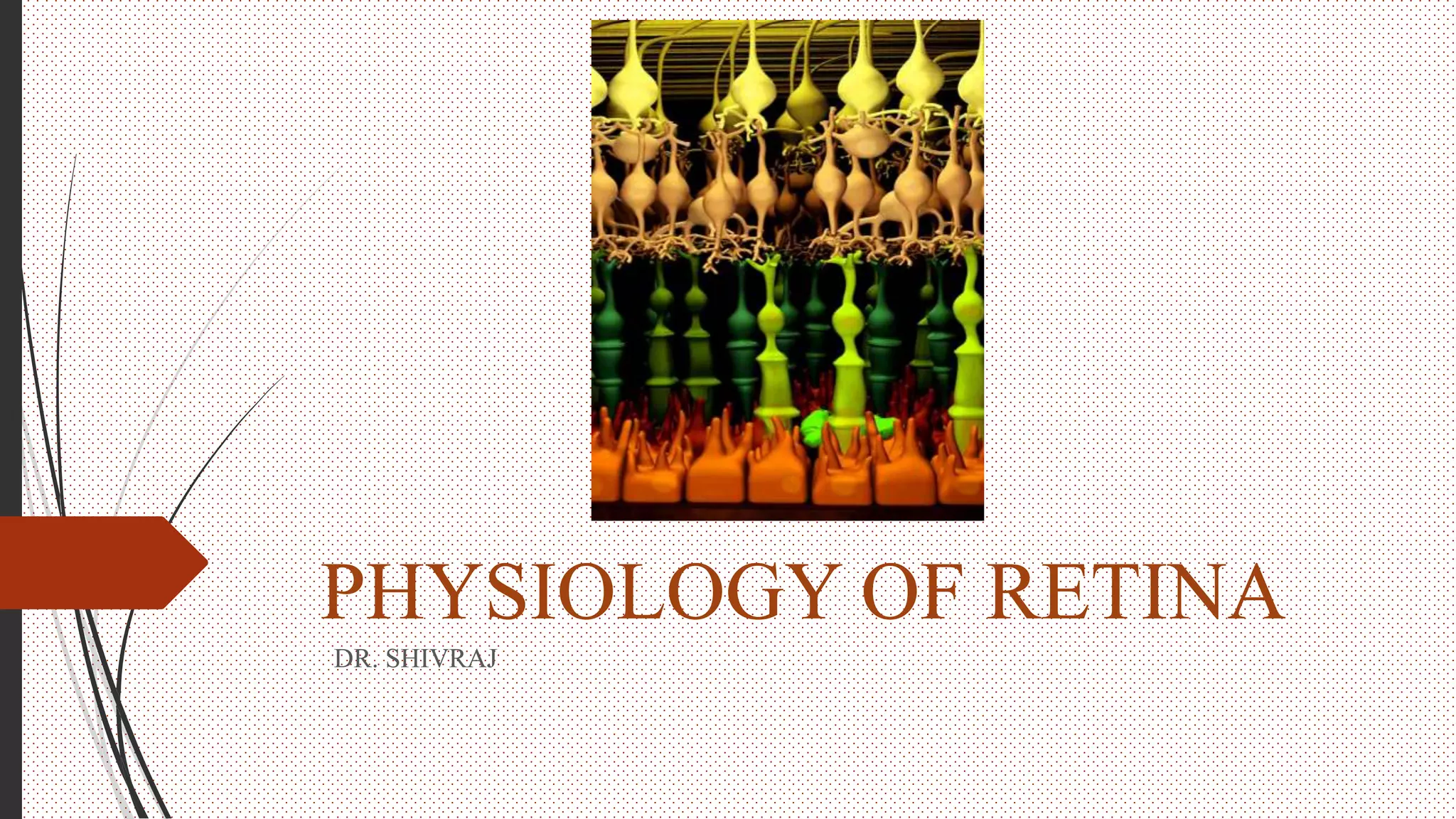 Physiology of retina | PPTX
